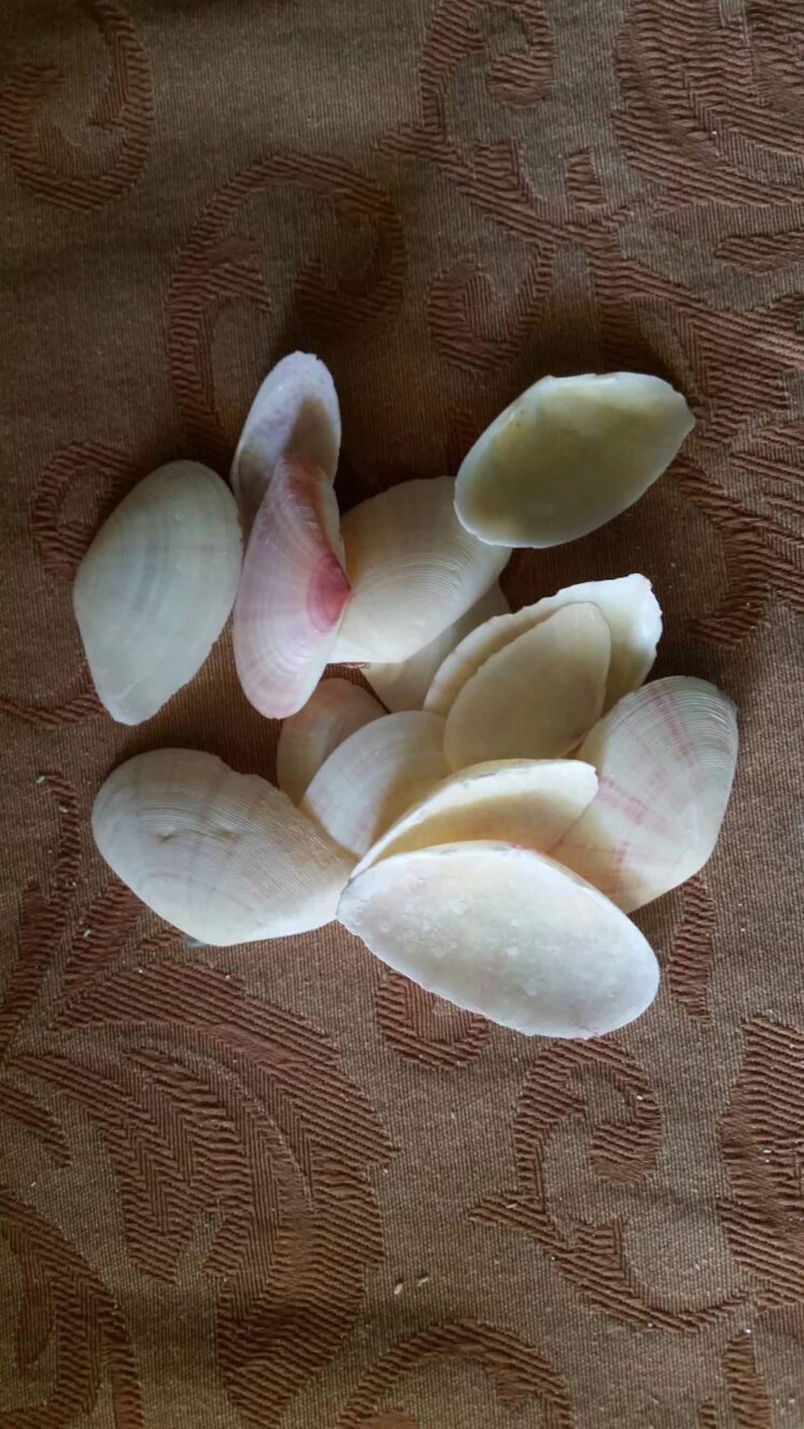 Bahamas Sunrise Tellin Shell I Pink Striped Seashells I Pink - Etsy