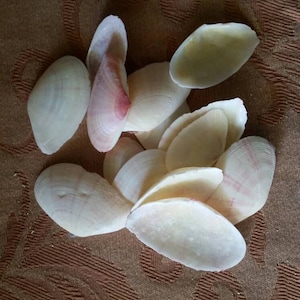 Bahamas Sunrise Tellin Shell I Pink Striped Seashells I Pink Tellin ...