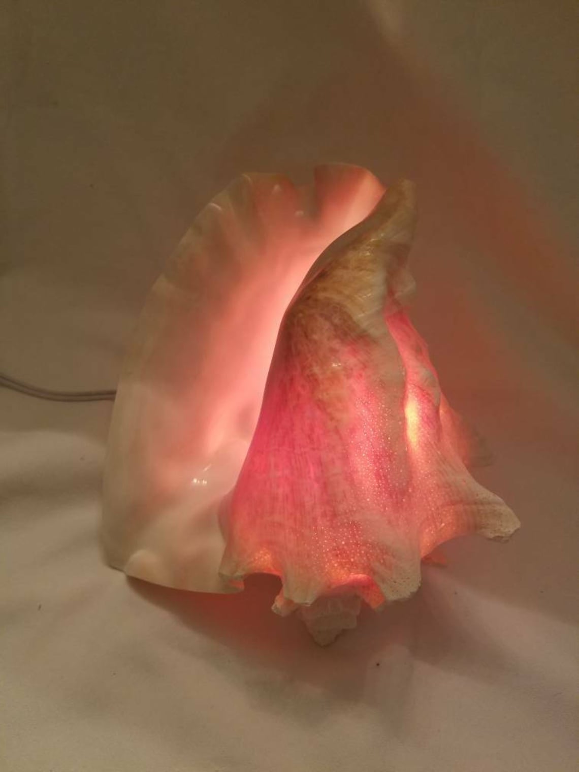 Bahamian Queen Conch Shell Light I Pink Conch Shell Night | Etsy