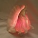 Bahamian Queen Conch Shell Light I Pink Conch Shell Night Light I SLIT ...