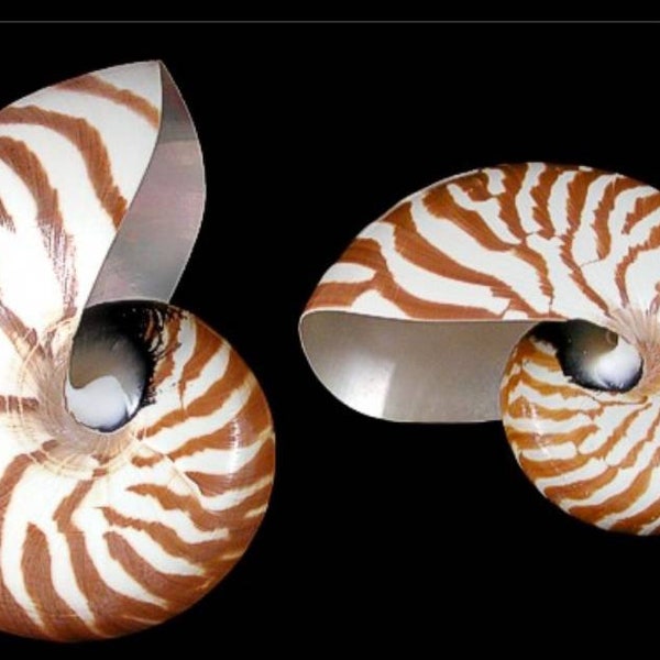 Large Nautilus Shell - Etsy
