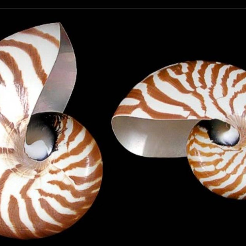 Large Nautilus Shell - Etsy