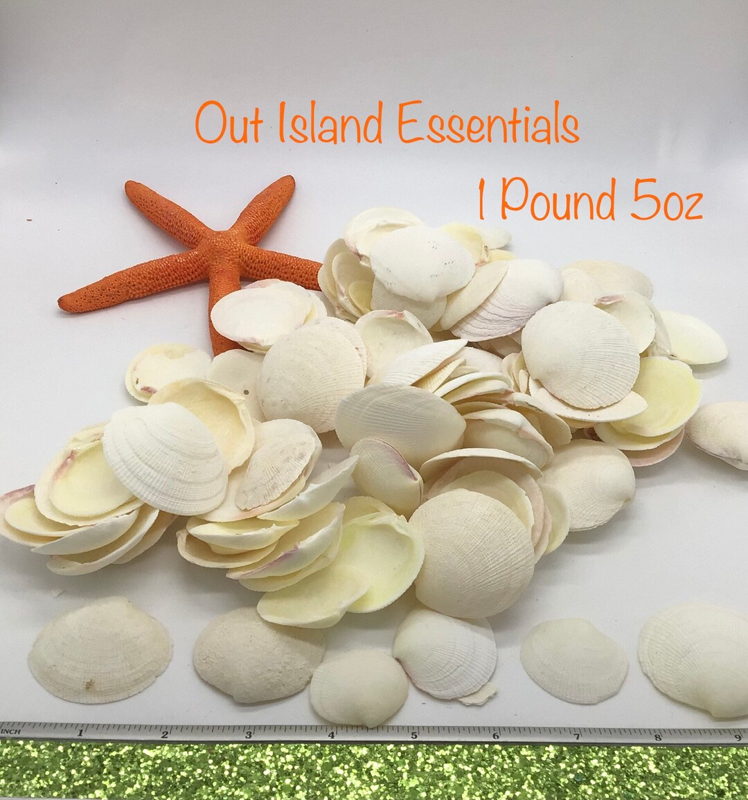 Tiger Clam Seashells, Clam Shells, White Tiger Clams, Craft Shells ...