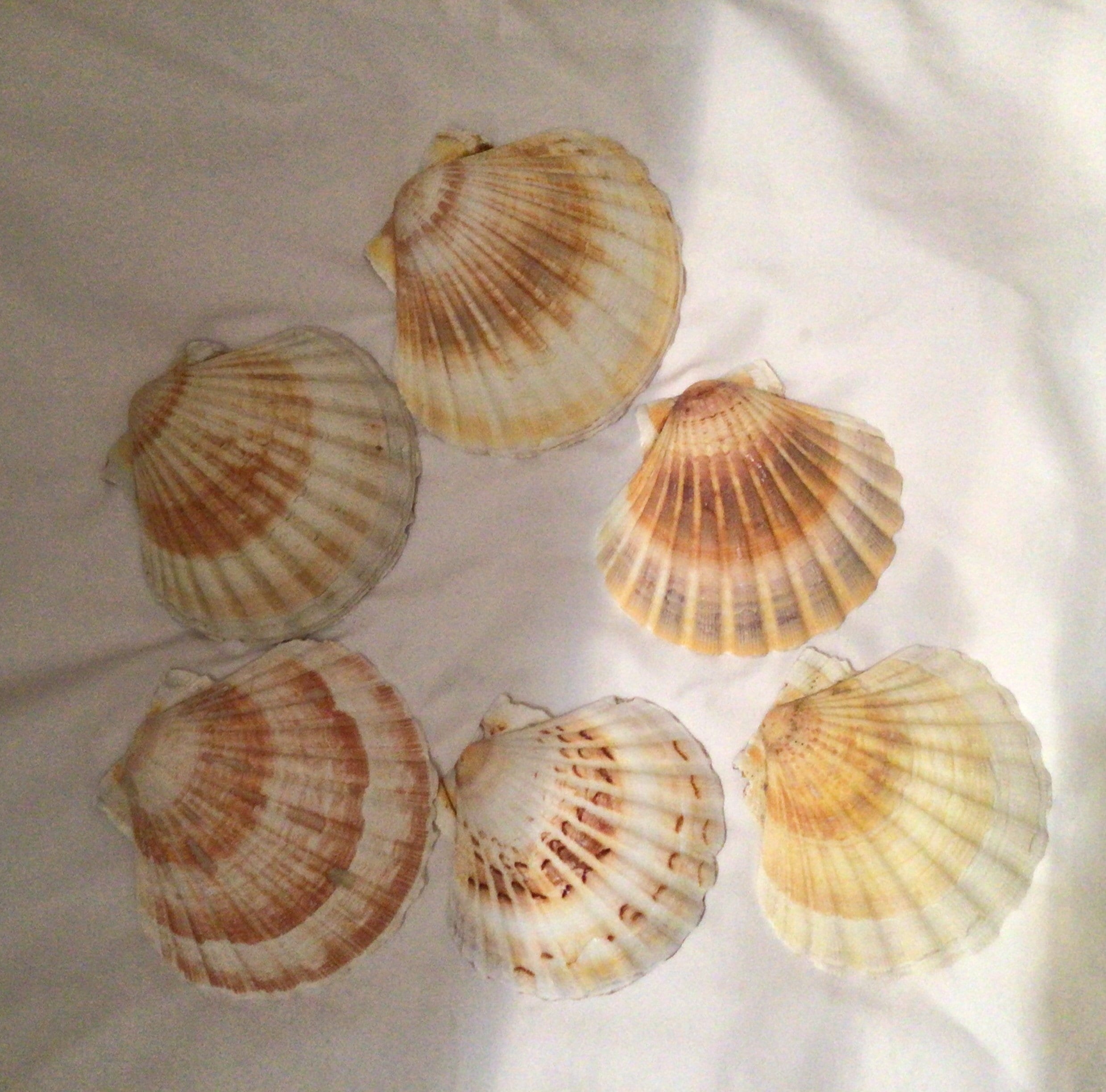 6 Pcs Irish Baking Clam Semi-white Scallop Clam Scallop - Etsy