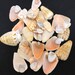 1 Cup Crushed Abalone Shells I Crushed Shells I Crushed Craft Shells ...