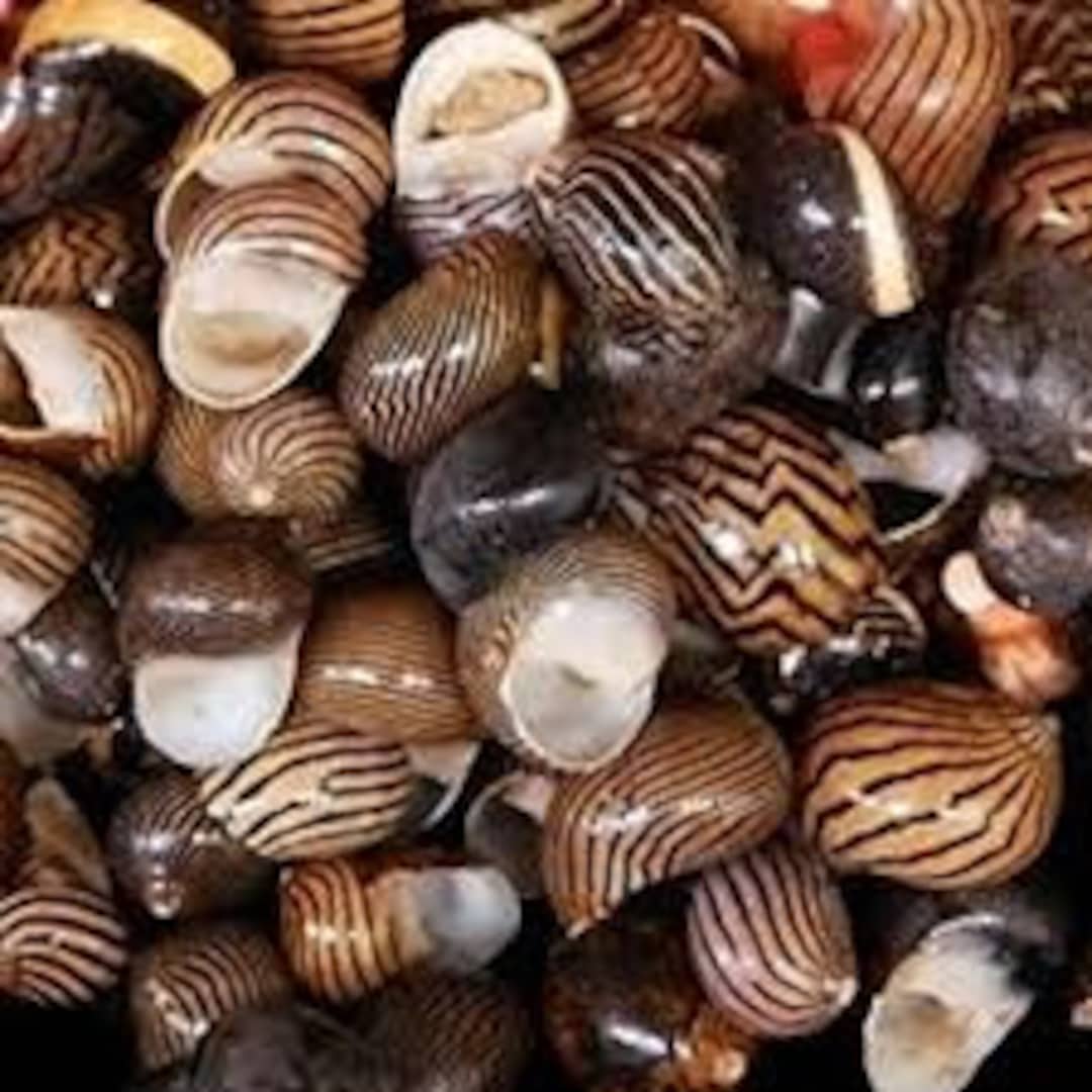 Nerita Columbella Shells, Craft Shells, Small Craft Shells, Wholesale ...