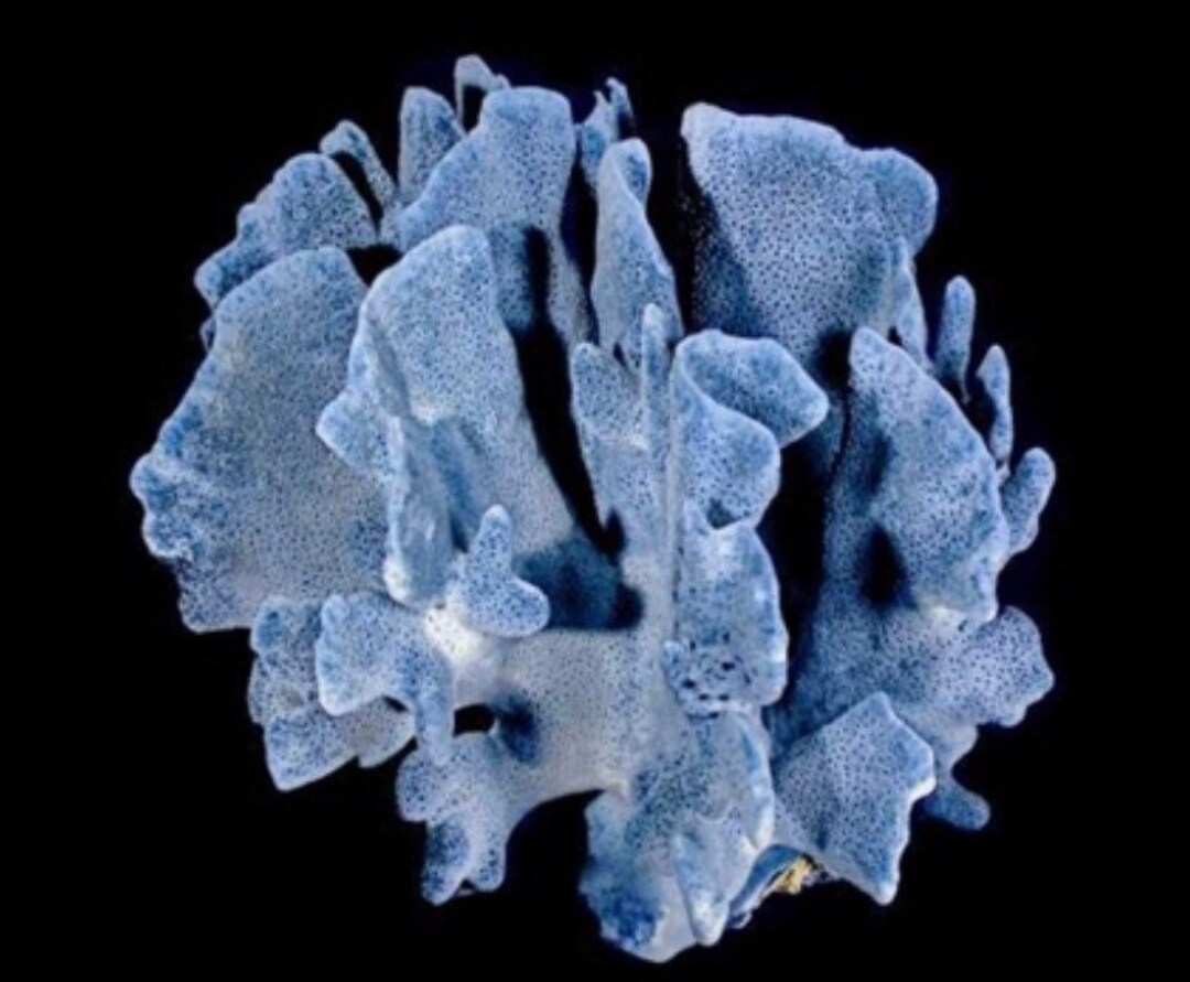 Stunning Blue Ridge Coral | Two Sizes | Authentic and Natural Blue ...