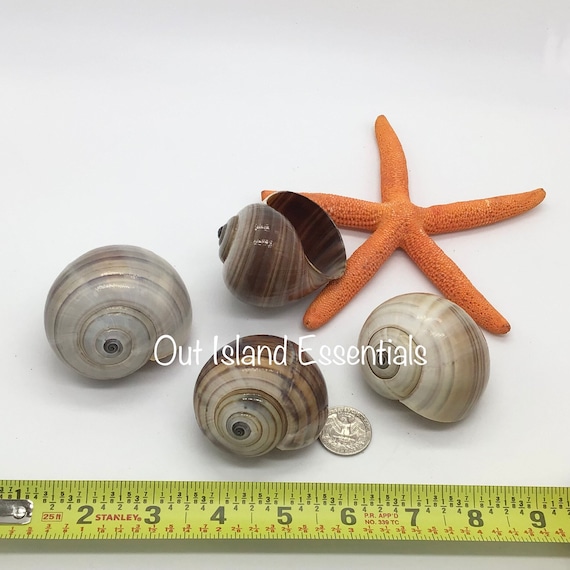 Philippine Land Snail I Snail Shell I Philippine Seashell I | Etsy