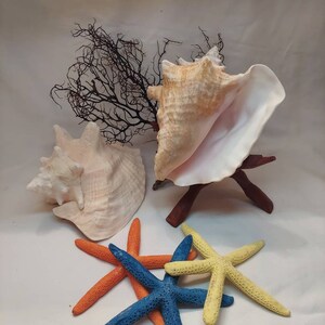 Bahamian Queen Conch Shell I Pink Conch Shell SLIT BACK I Large ...