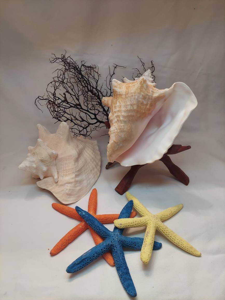 Bahamian Queen Conch Shell I Pink Conch Shell SLIT BACK I | Etsy