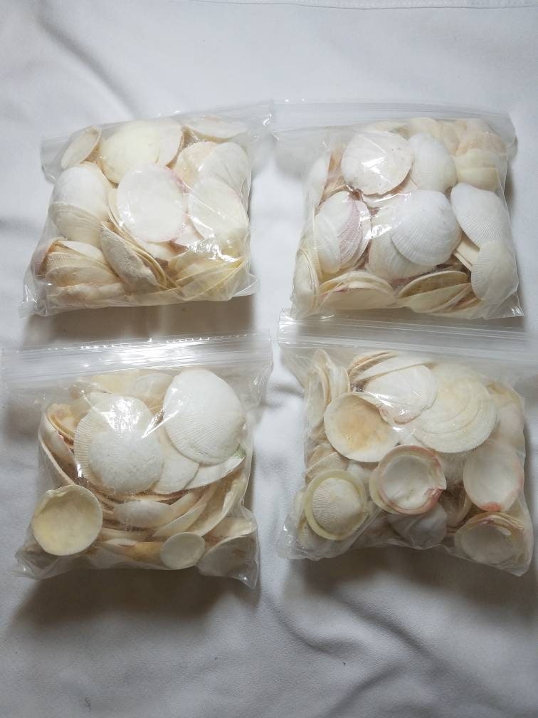 Tiger Clam Seashells, Clam Shells, White Tiger Clams, Craft Shells ...