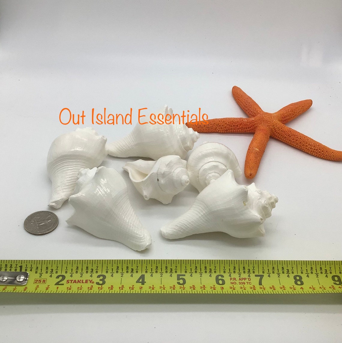 Hemifusus Pugilinus Shells I White Conch Shells I Small Conch - Etsy