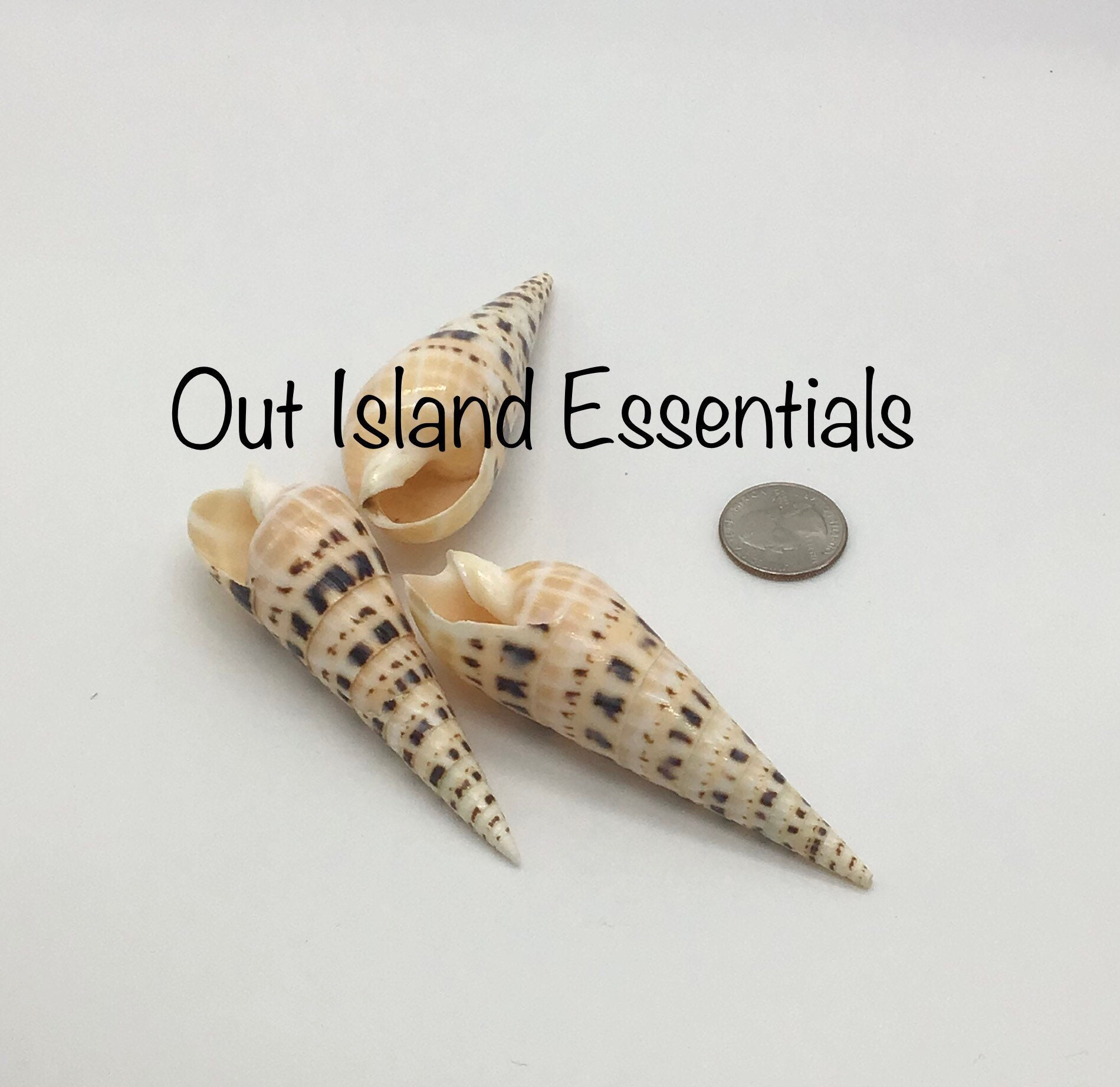 Polished Terebra Maculata I Polished Seashell I Marlin Spike - Etsy