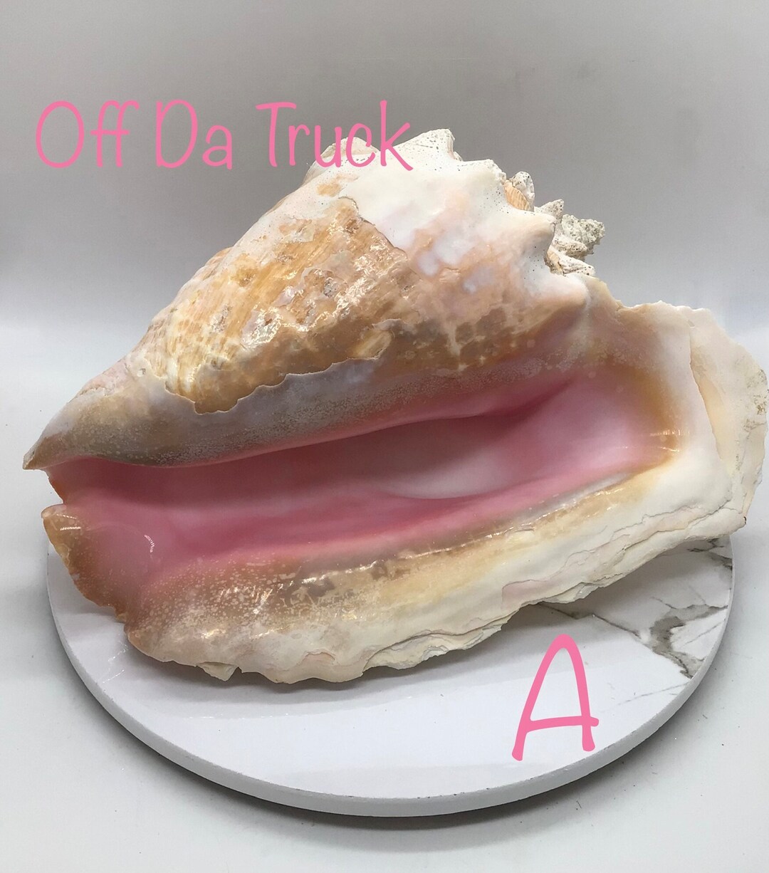 Natural Large Bahamian Queen Conch Shell I Pink Conch Shell SLIT BACK I ...