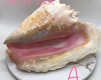 Natural Queen Conch Shell Pink Interior 7 Inch - Etsy