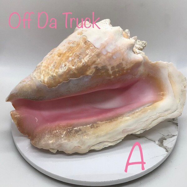 Large Conch Shell - Etsy