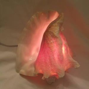 Bahamian Queen Conch Shell Light I Pink Conch Shell Night Light I SLIT ...