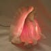 Bahamian Queen Conch Shell Light I Pink Conch Shell Night Light I SLIT ...