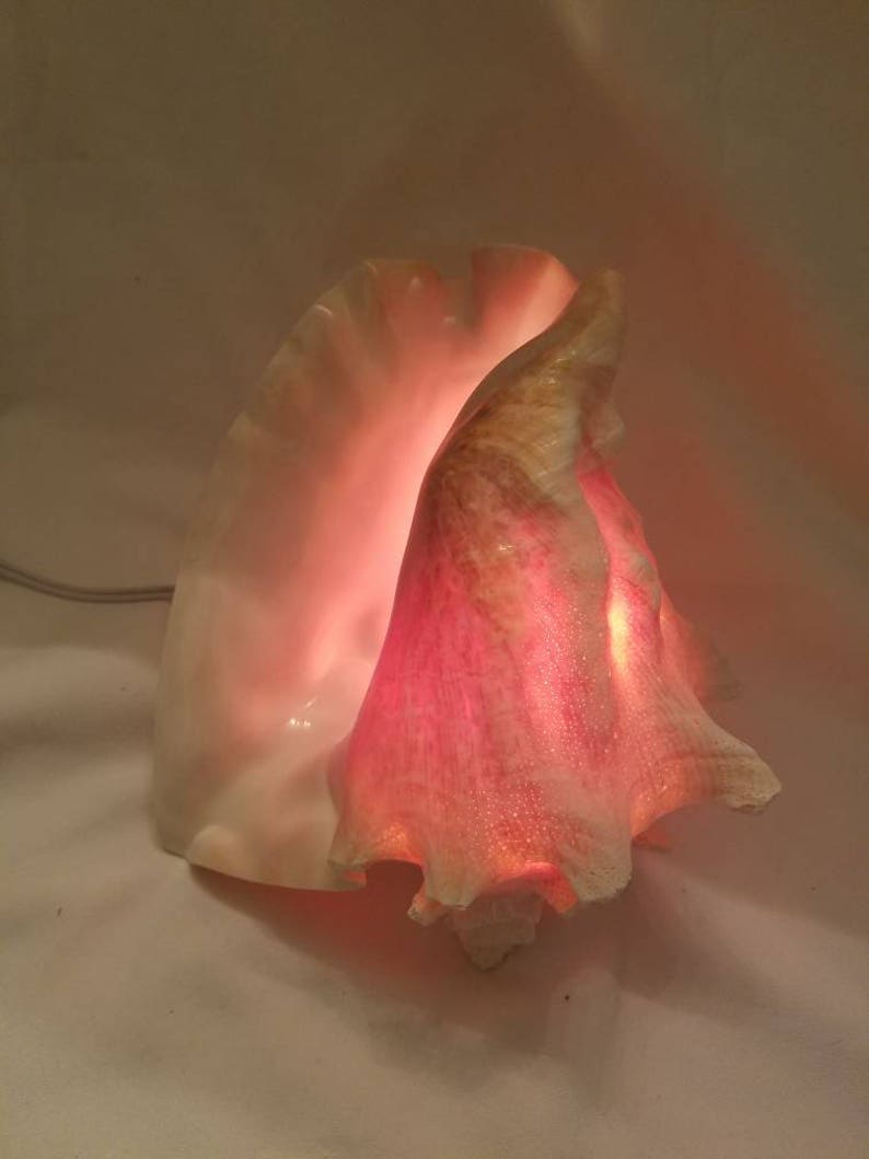 Bahamian Queen Conch Shell Light I Pink Conch Shell Night | Etsy