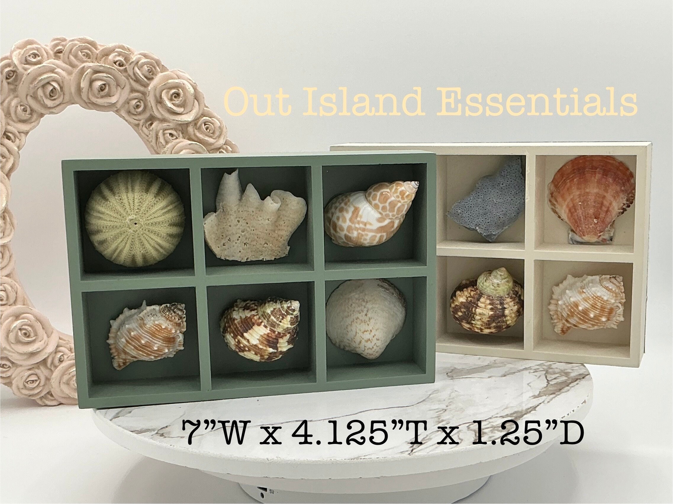 OOAK Collector's Seashells I Seashell Collection Case I Tabletop ...