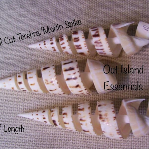 Marlin Spike Seashell - Etsy UK