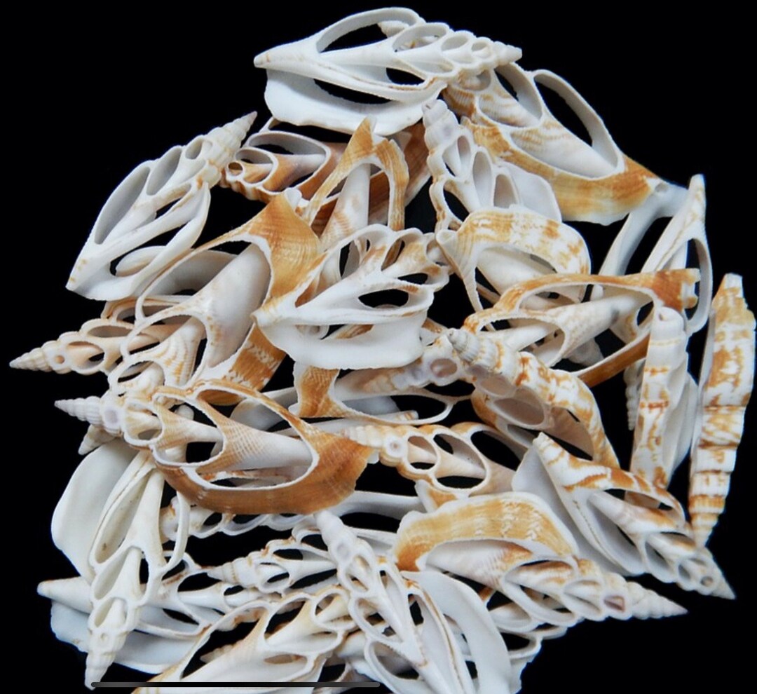 10-pcs Cut Strombus Seashells I Center Cut Craft Shells I Two Inch 2 ...