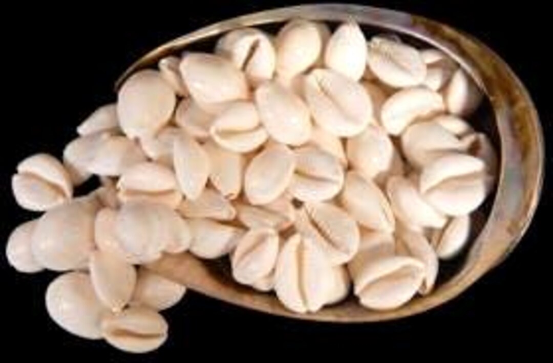 White Cowrie Shells – Bulk Seashells, Coastal Decor (70-100 Ct) - Etsy