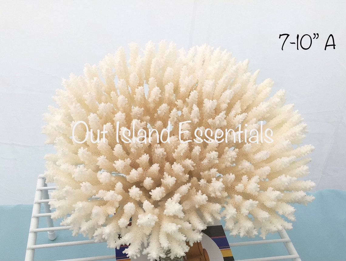 Table Coral I White Table Coral I Authentic Ocean Coral I - Etsy