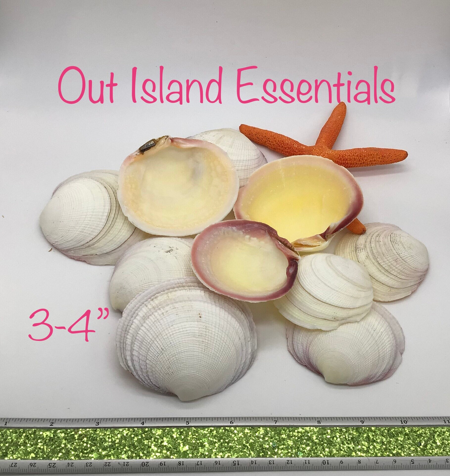 10 PCS. Tiger Clam Seashells I Craft Shells I Bulk Seashells I - Etsy