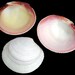 10 PCS. Tiger Clam Seashells I Craft Shells I Bulk Seashells I White ...