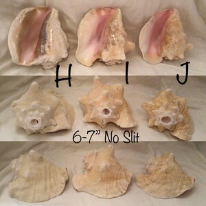 6-7 NO SLIT Conch Shell Horn I Queen Conch Horn I Conch | Etsy