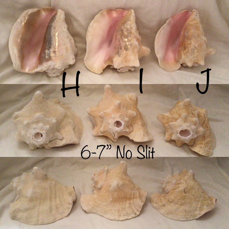 6-7 NO SLIT Conch Shell Horn I Queen Conch Horn I Conch | Etsy