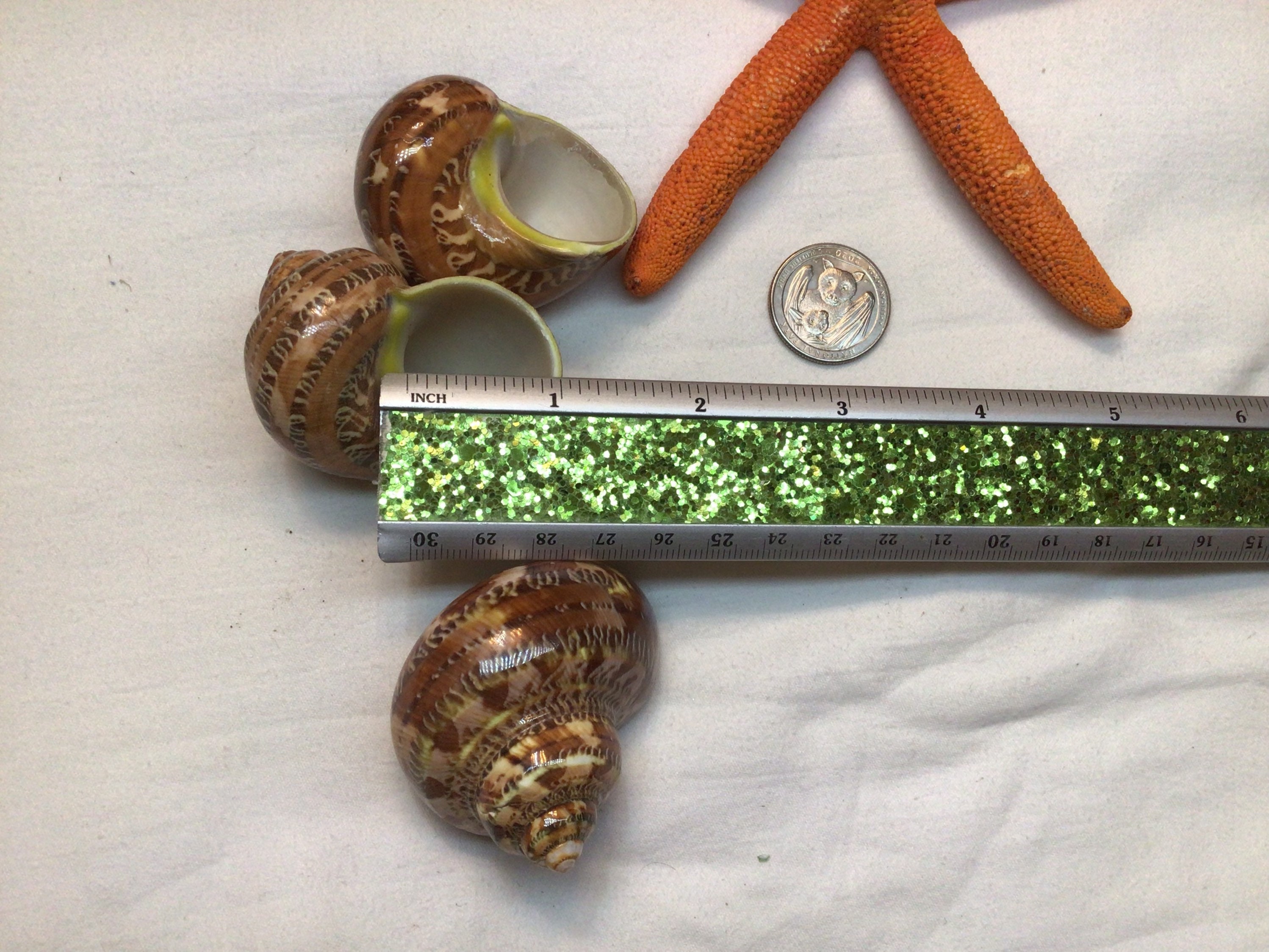 Turbo Petholatus Snakeskin Shell I Turbo Seashell I Turbo - Etsy