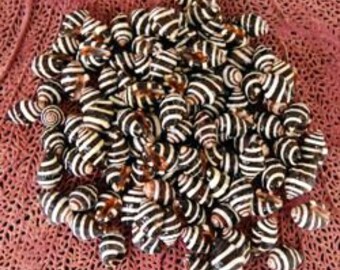 Bumble Bee Shell Bee Hive Shells Engina Mendicarea - Etsy