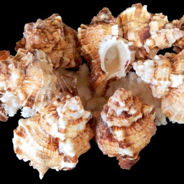 Murex Shell - Etsy