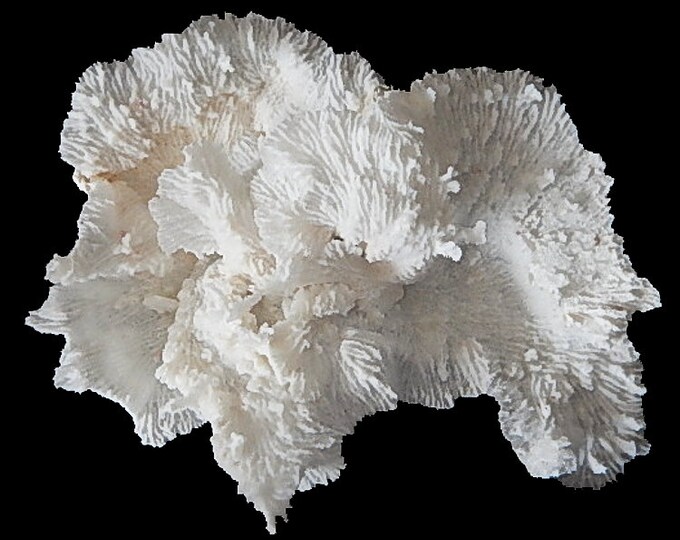 Rugosa Coral I Stunning White Rugosa Coral I Authentic Ocean - Etsy