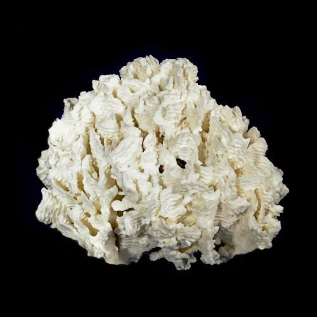 Rugosa Coral I Stunning White Rugosa Coral I Authentic Ocean Coral I ...