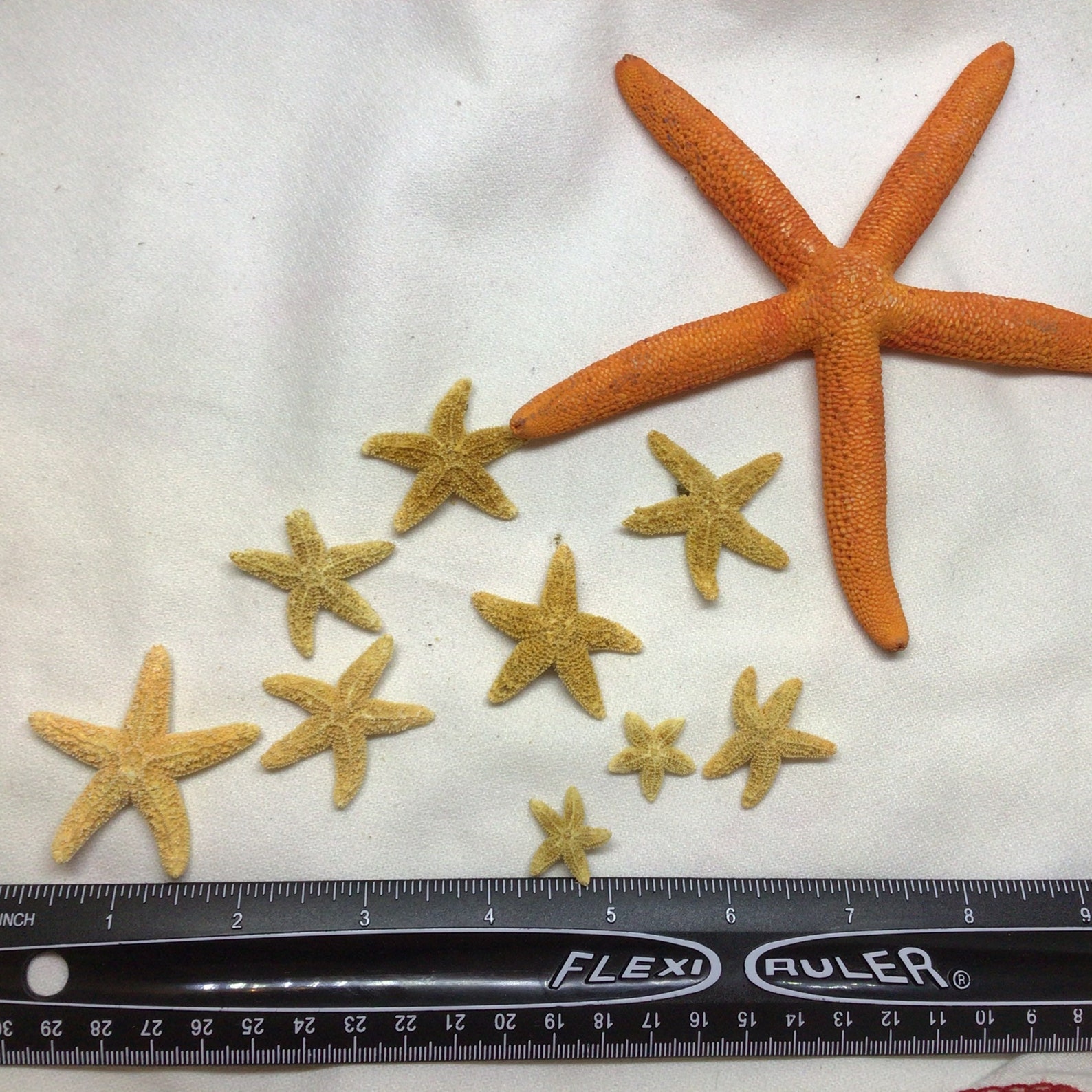 2 Pc. Sugar Starfish I Small 1-2 Real Starfish I Craft - Etsy