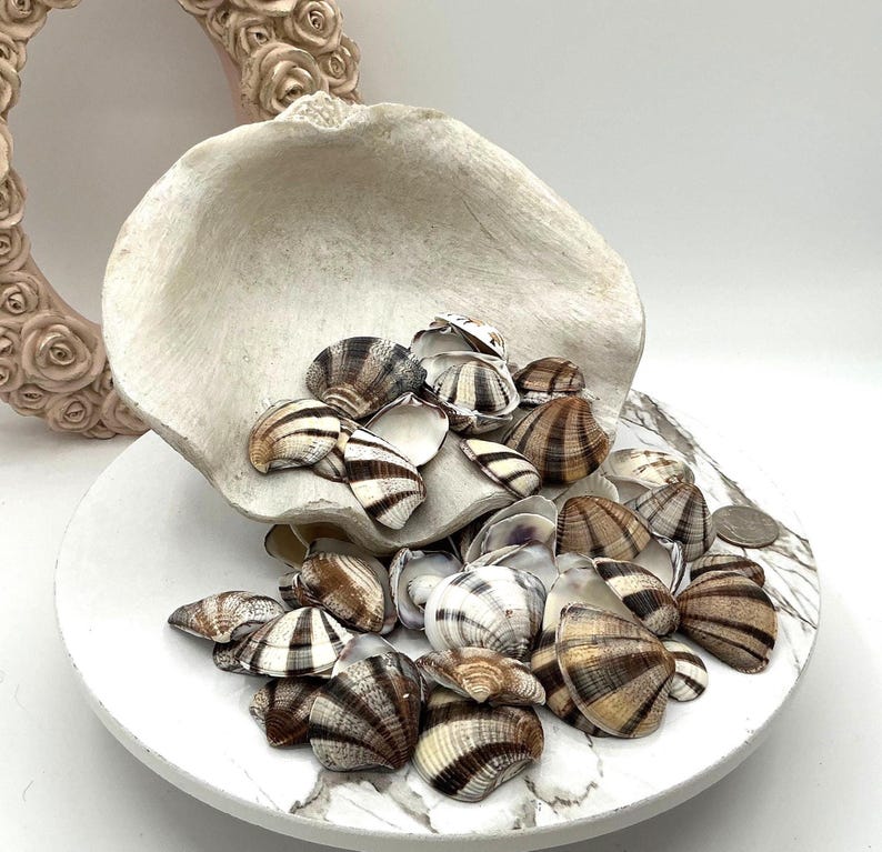 20pcs. Mexican Sunset Striped Clam Shells, Sunset Clams, Striped Shells ...