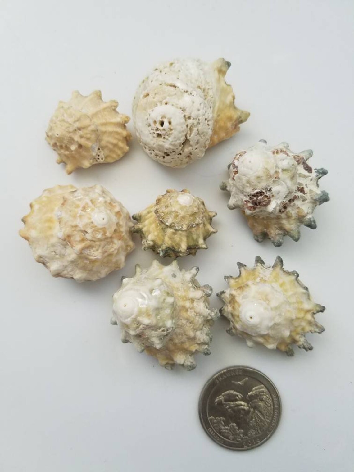 Astrea Calcar Seashells, Craft Shells, Wholesale Seashells, 7 Pcs per ...