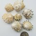 Astrea Calcar Seashells, Craft Shells, Wholesale Seashells, 7 Pcs per ...