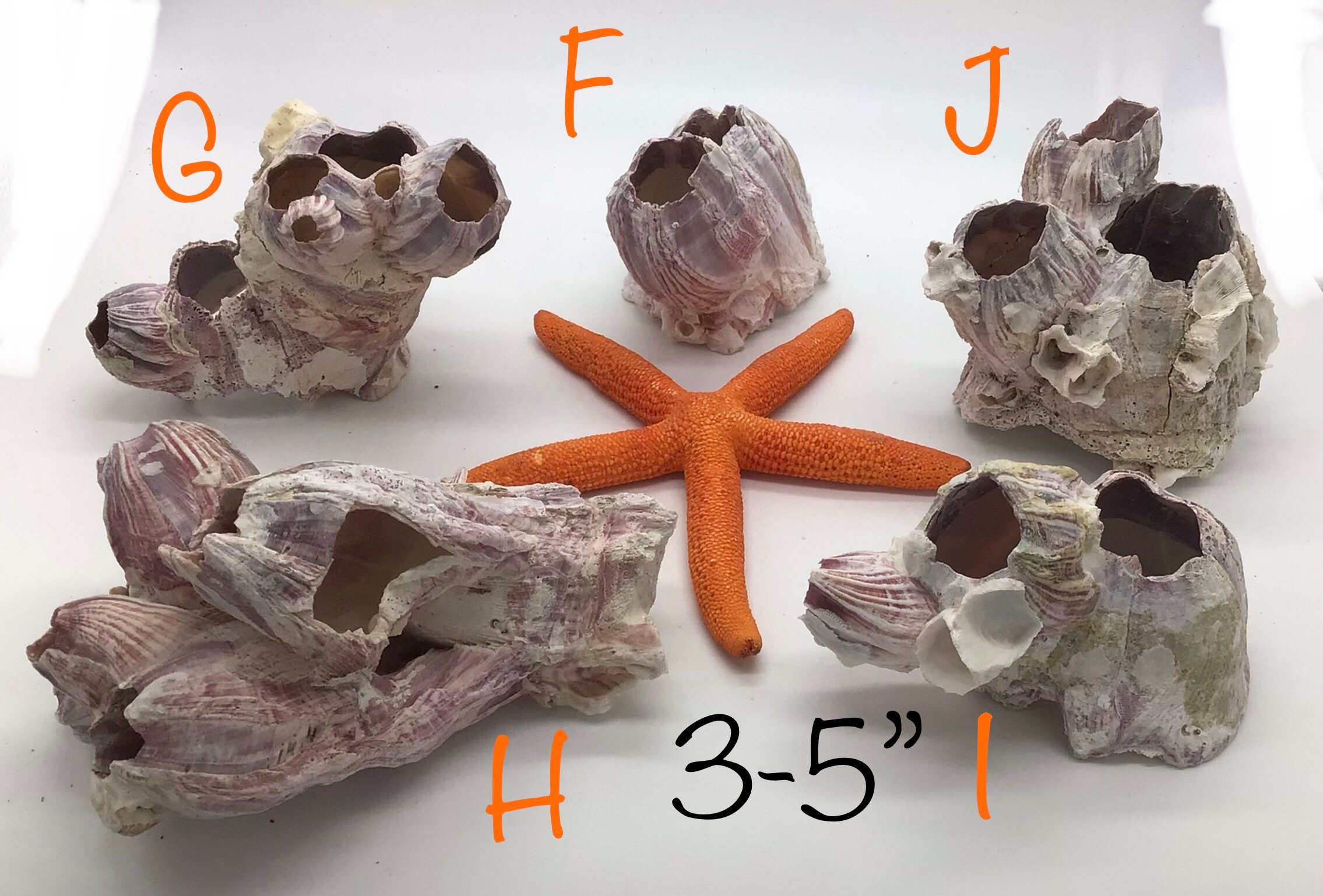 Purple Barnacle I Real Barnacle I Ocean Barnacles I Assorted - Etsy