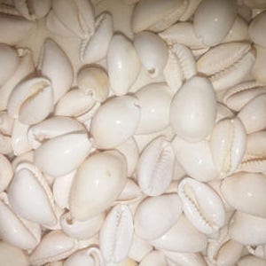 White Cowrie Shell I Multi Colored Cowrie Seashell I Wedding Shells I ...
