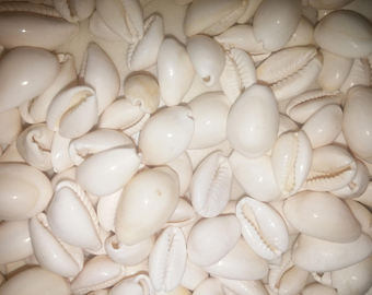 White Cowrie Shell I Multi Colored Cowrie Seashell I Wedding | Etsy