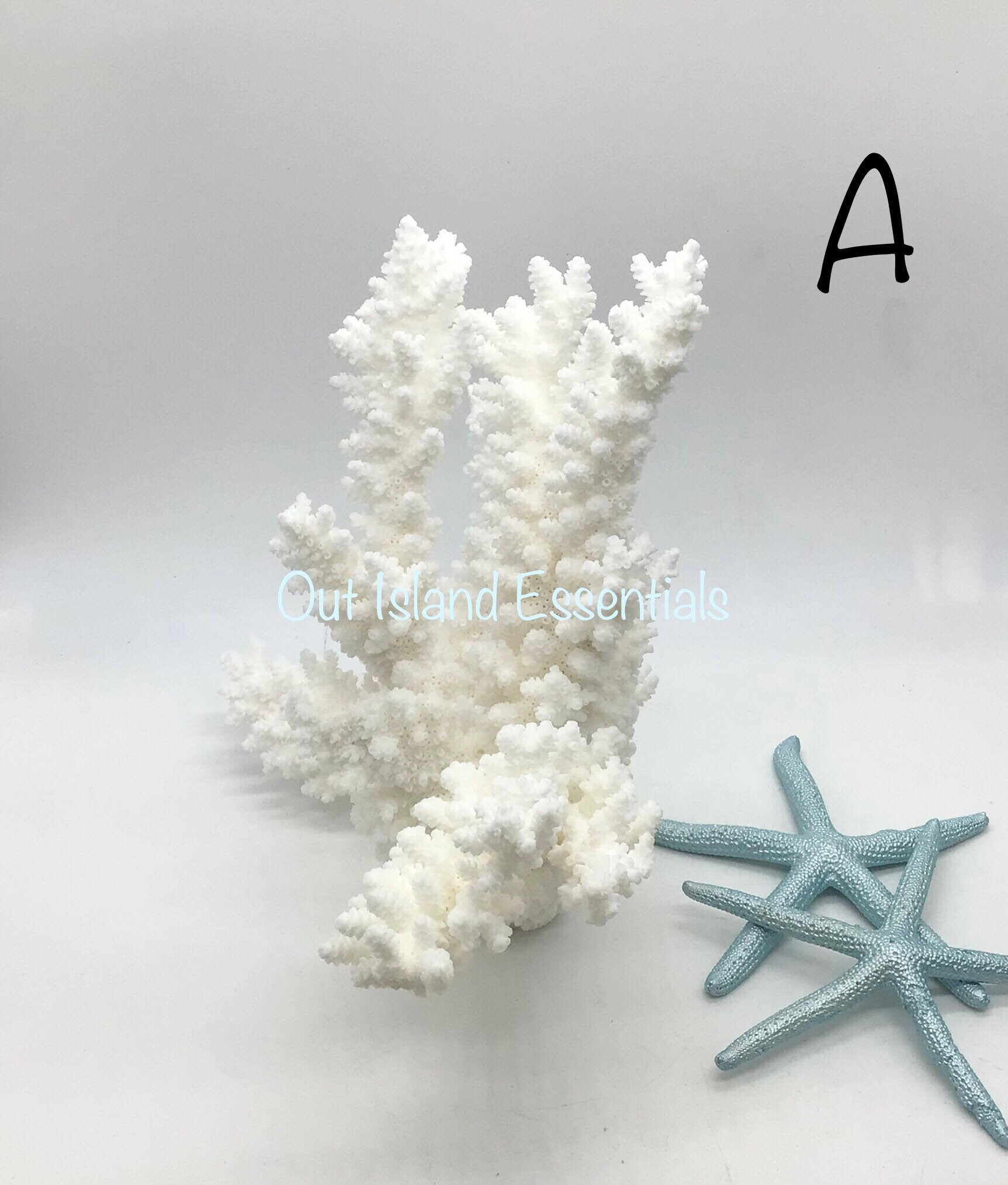 Stunning White Branch Coral I Branch Coral I Authentic Ocean Coral I ...