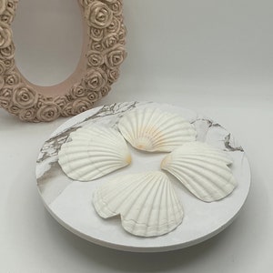 Heart Shape Scallop Shell I Semi-white Irish Baking Clam | Heart Shaped ...