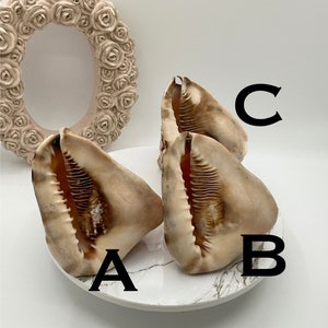 King Helmet Conch I Bahamian King Helmet Conch Shell I King Conch Shell ...