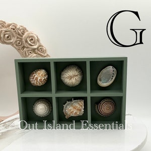 OOAK Collector's Seashells I Seashell Collection Case I Tabletop ...