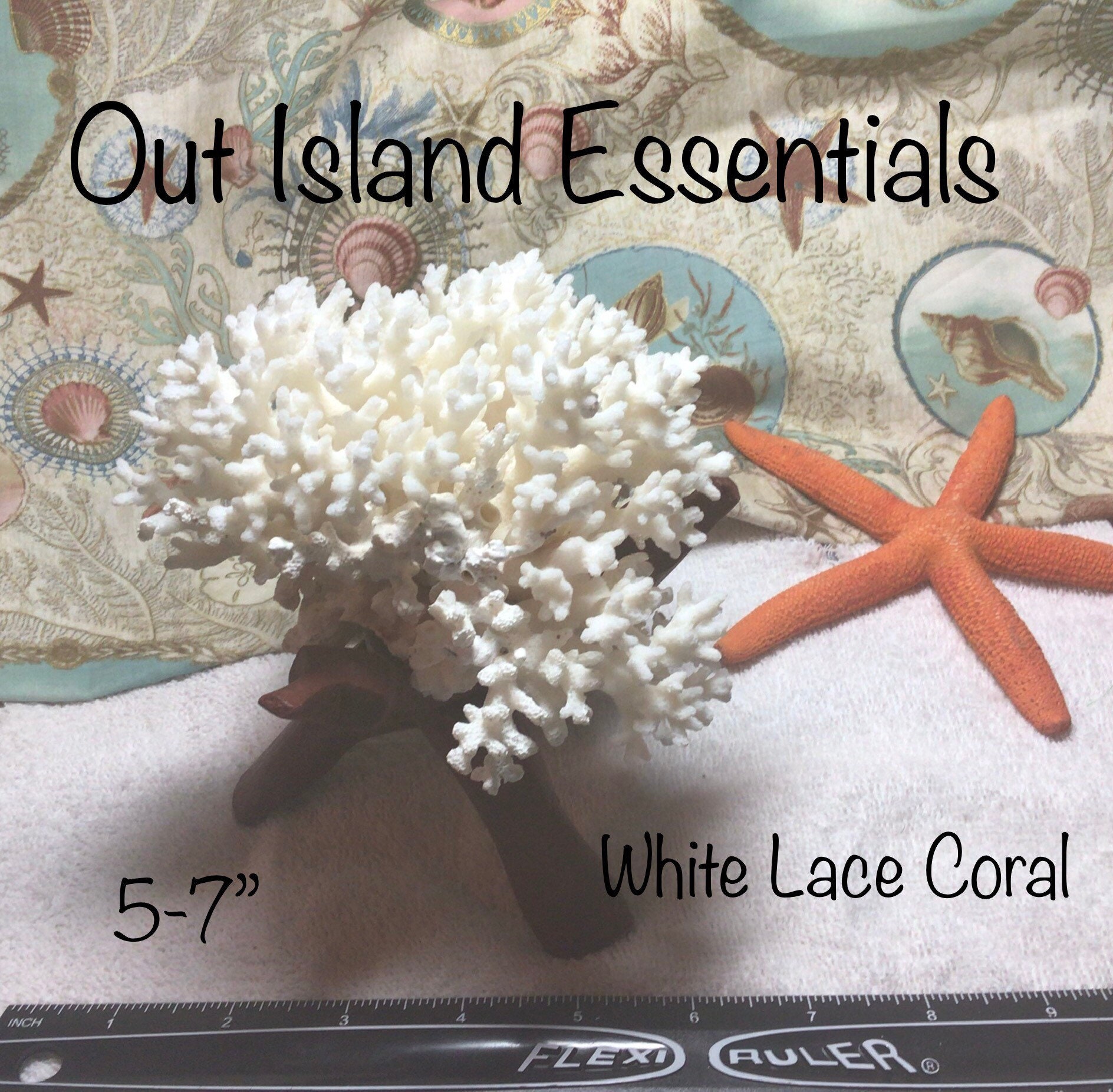Lace Coral I White Lace Coral I Authentic Ocean Coral I Two | Etsy