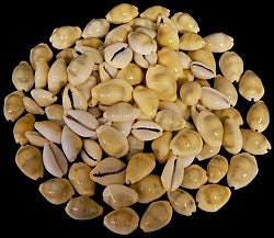 White Cowrie Shells – Bulk Seashells, Coastal Decor (70-100 Ct) - Etsy